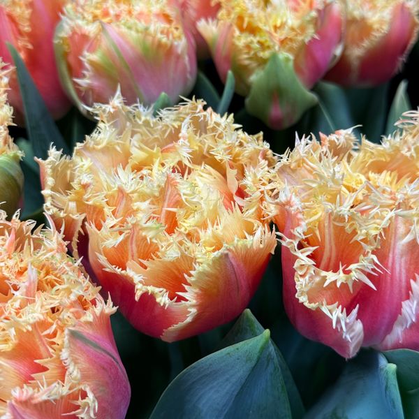 Tulip - Brisbane – Windmill Hill Farms
